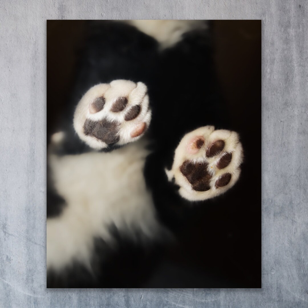 Kitty Cat Paw Print Photograph Metal Wall Art, Perfect for Animal ...