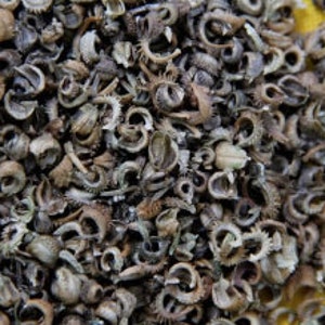 Heirloom Medicinal Calendula Seeds - Etsy