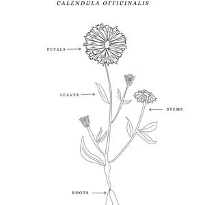 Calendula Homeschool Unit Study - Etsy