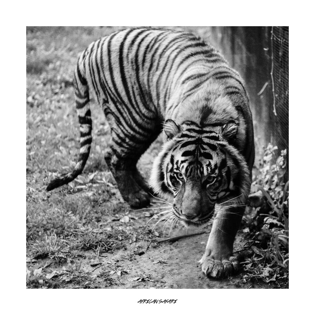 THE TIGER - Framed Photograph (wall Decor) - Etsy
