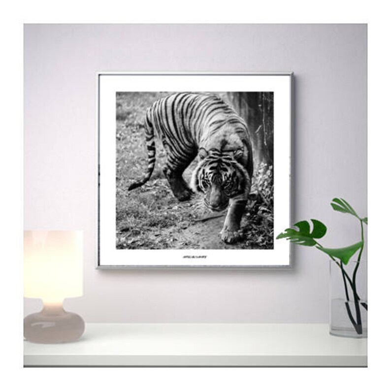 THE TIGER - Framed Photograph (wall Decor) - Etsy