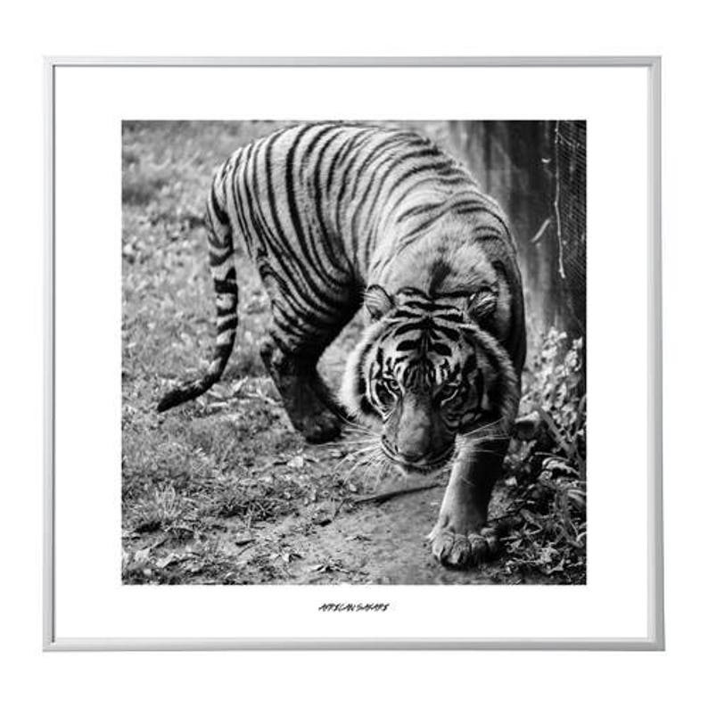 THE TIGER - Framed Photograph (wall Decor) - Etsy