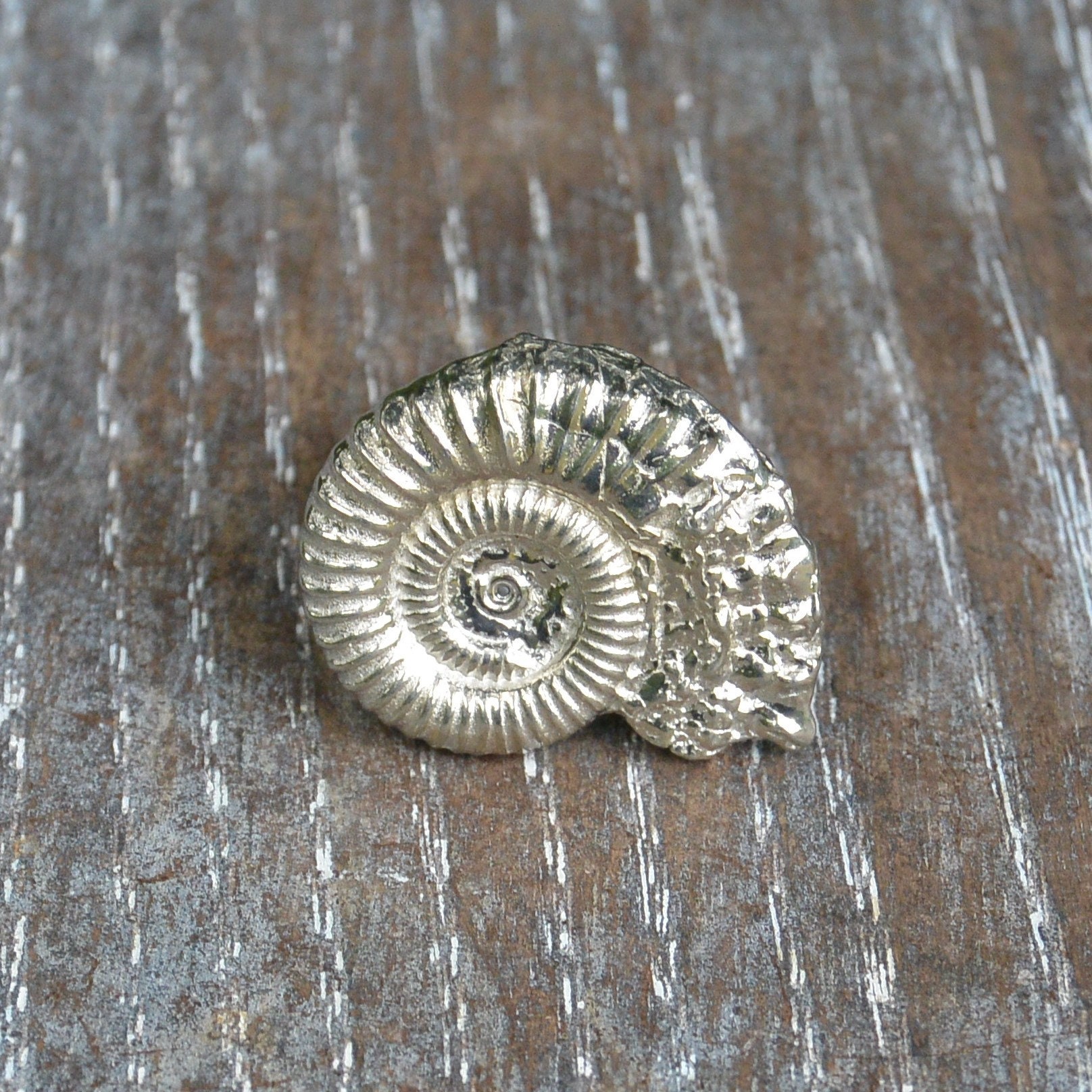 Ammonite Statement Ring Ammonite Ring Adjustable Ring - Etsy