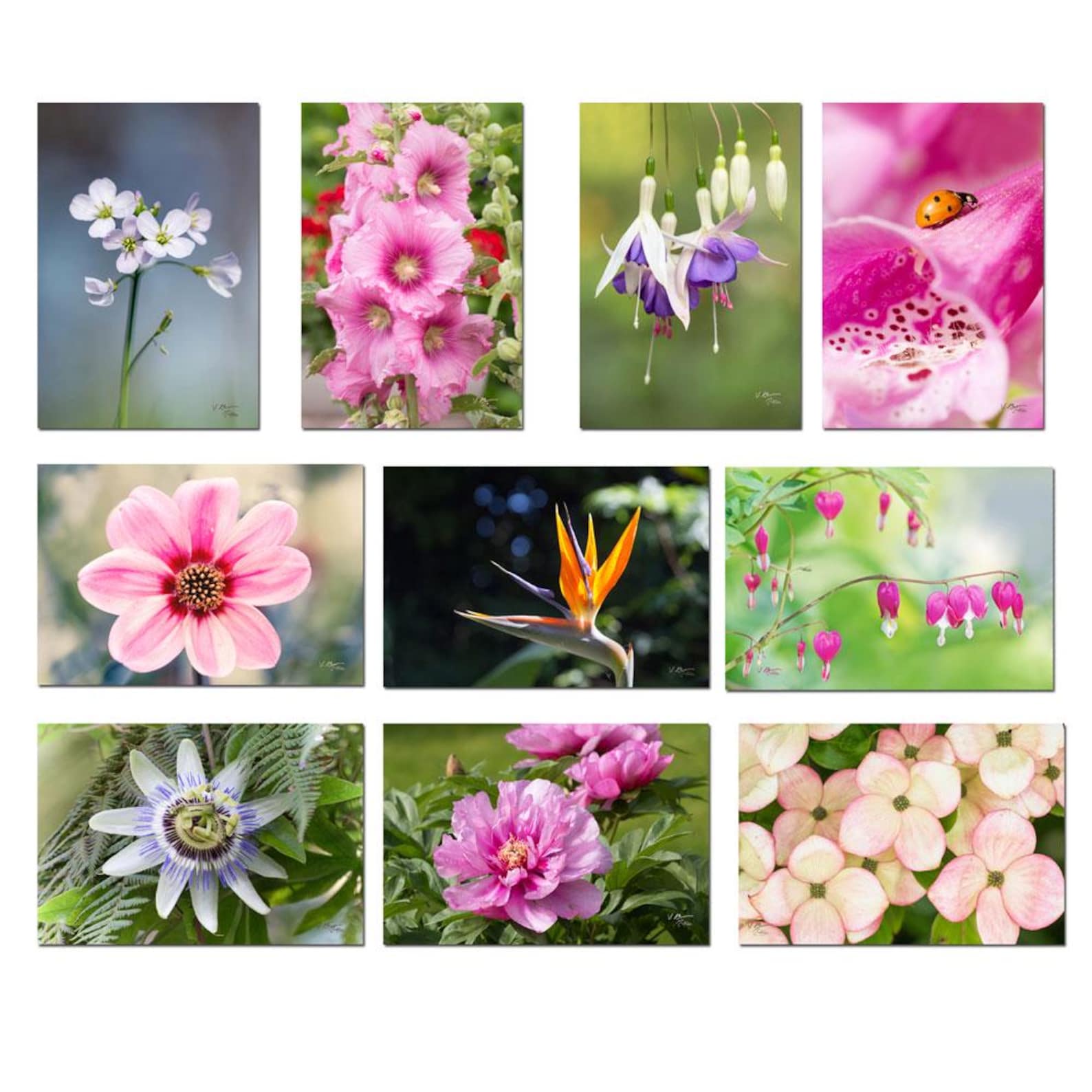 10 Flower and Nature Postcards, Photos of Flowers, Garden, Spring, Set ...