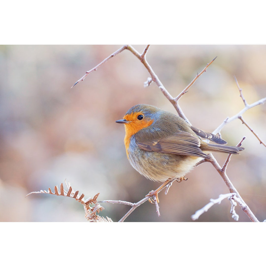 Photograph of a Beautiful Robin, Nature Photo, Bird Photo, Bird Wall ...