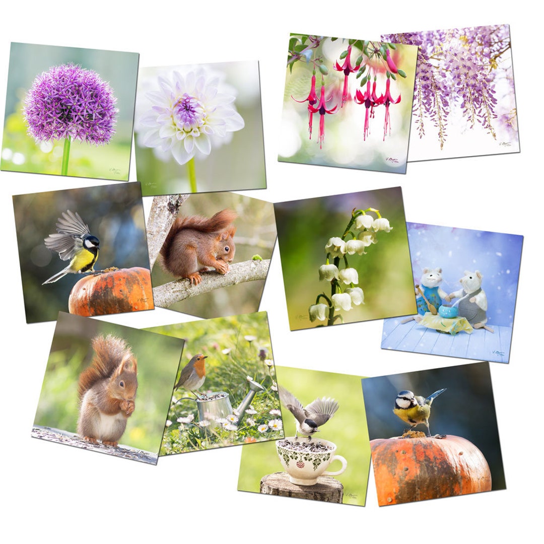 Promotion Lot of Nature Postcards, Flowers, Birds, Squirrel, Promotion ...