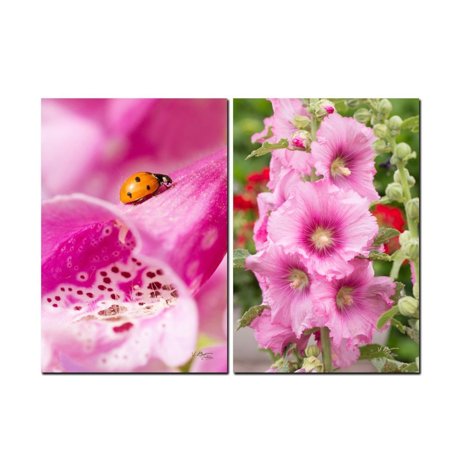 10 Flower and Nature Postcards, Photos of Flowers, Garden, Spring, Set ...