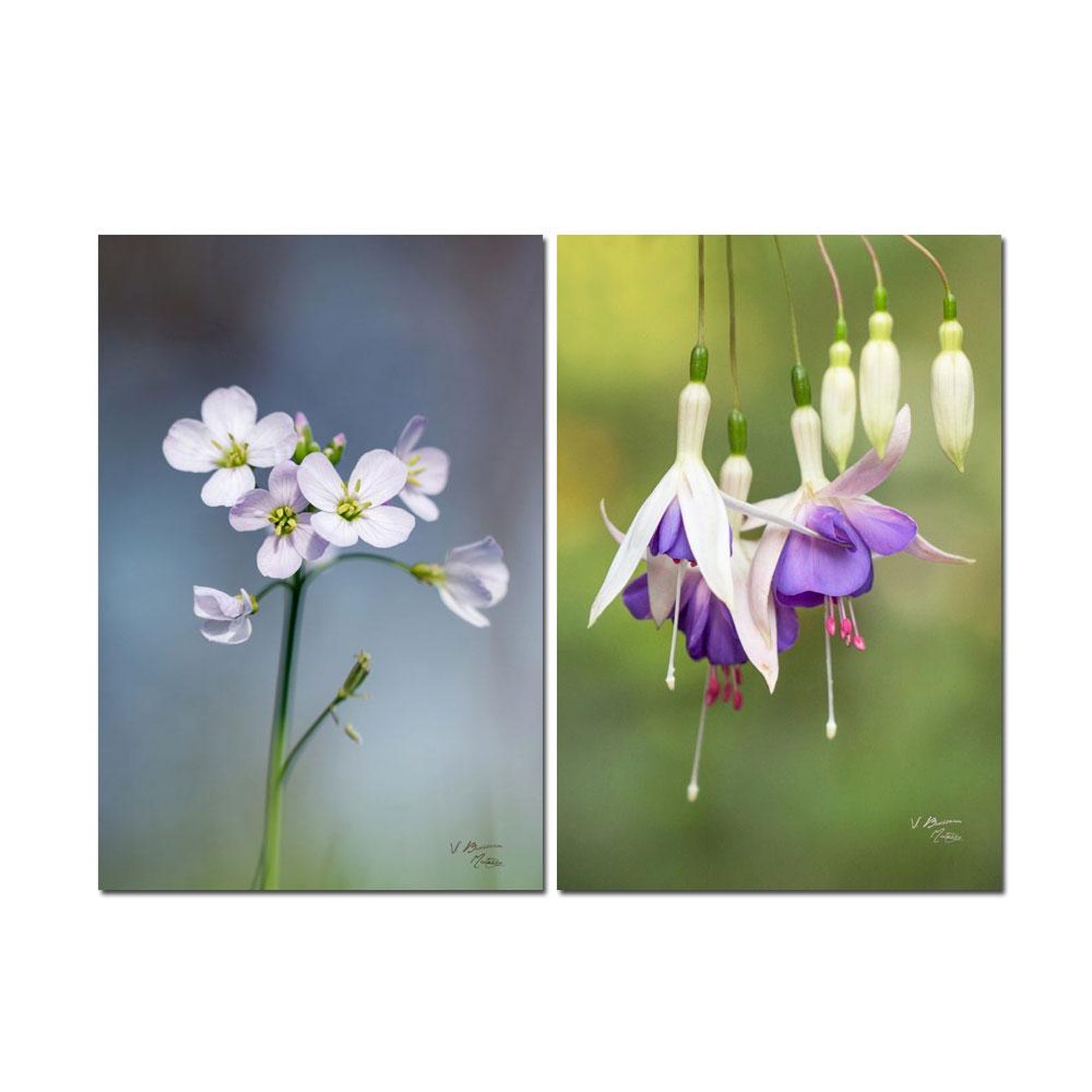 10 Flower and Nature Postcards, Photos of Flowers, Garden, Spring, Set ...