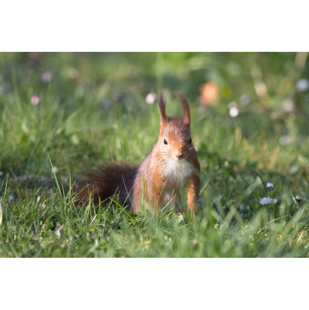 Red Squirrel Photography That Comes to Our Garden, for Room Decoration ...