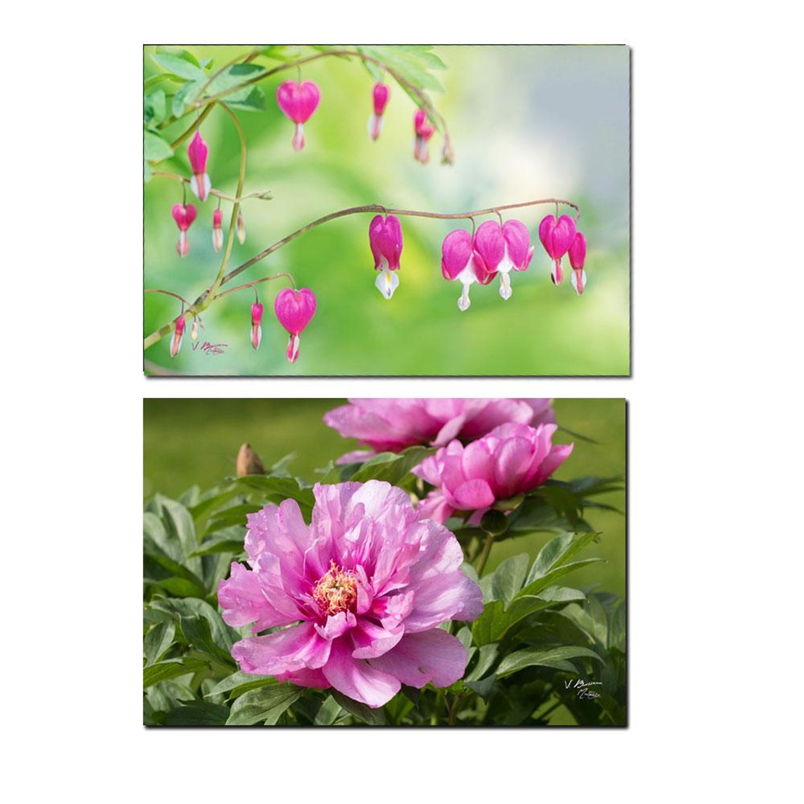 10 Flower and Nature Postcards, Photos of Flowers, Garden, Spring, Set ...
