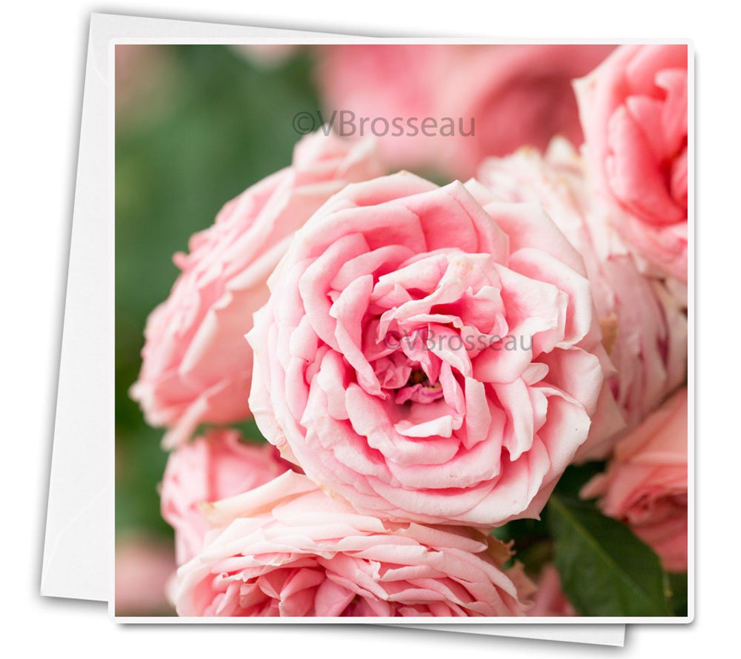 Greeting Card of a Pretty Rose, Large Flower Photo Greeting Card ...