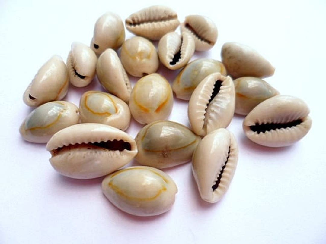 20 Closed Cowries Cauri02 - Etsy
