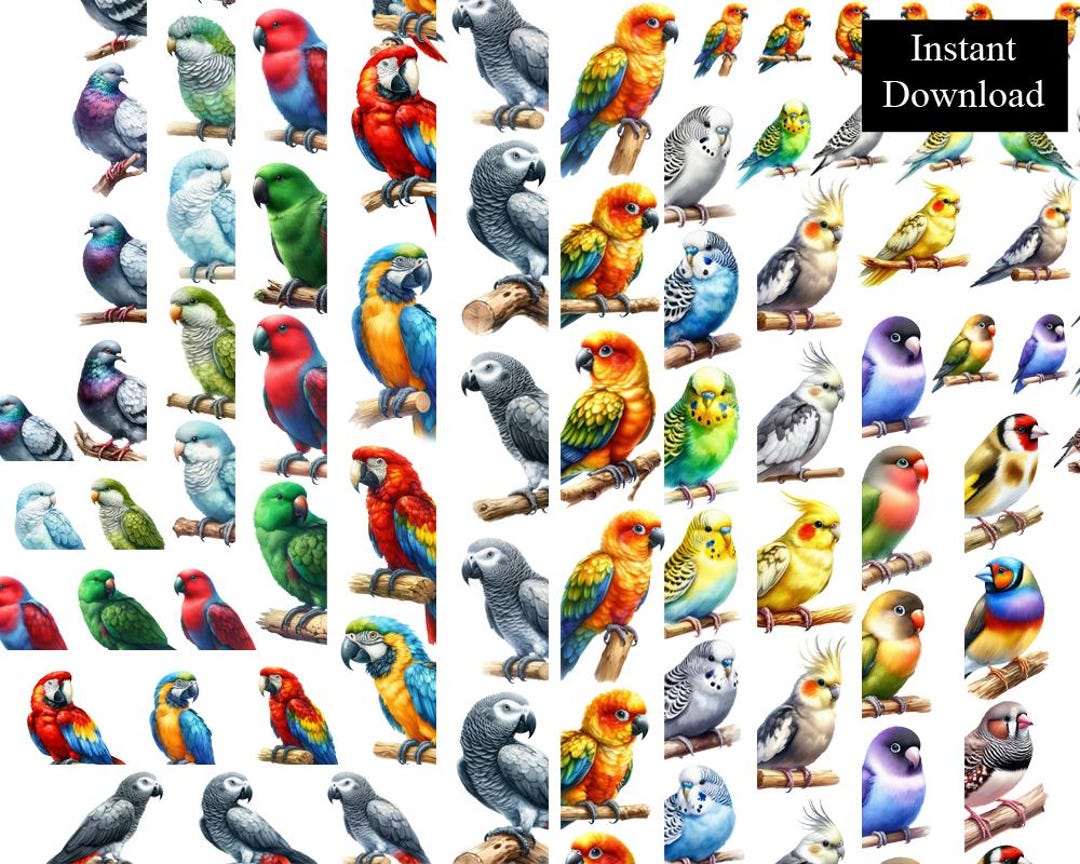Pet Parrot Birds Watercolor Borders Frame Parrots Frame Bundle 10 ...