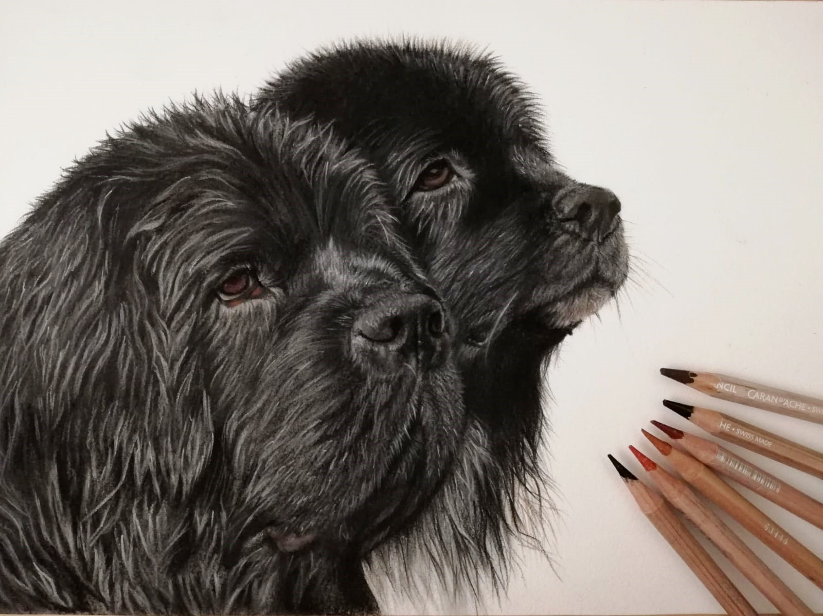 Newfoundland Dog Artcustom Dog Drawingnewfoundland Pencil | Etsy