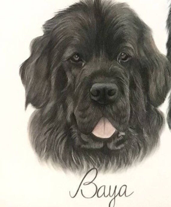Newfoundland dog artCustom dog drawingNewfoundland pencil | Etsy