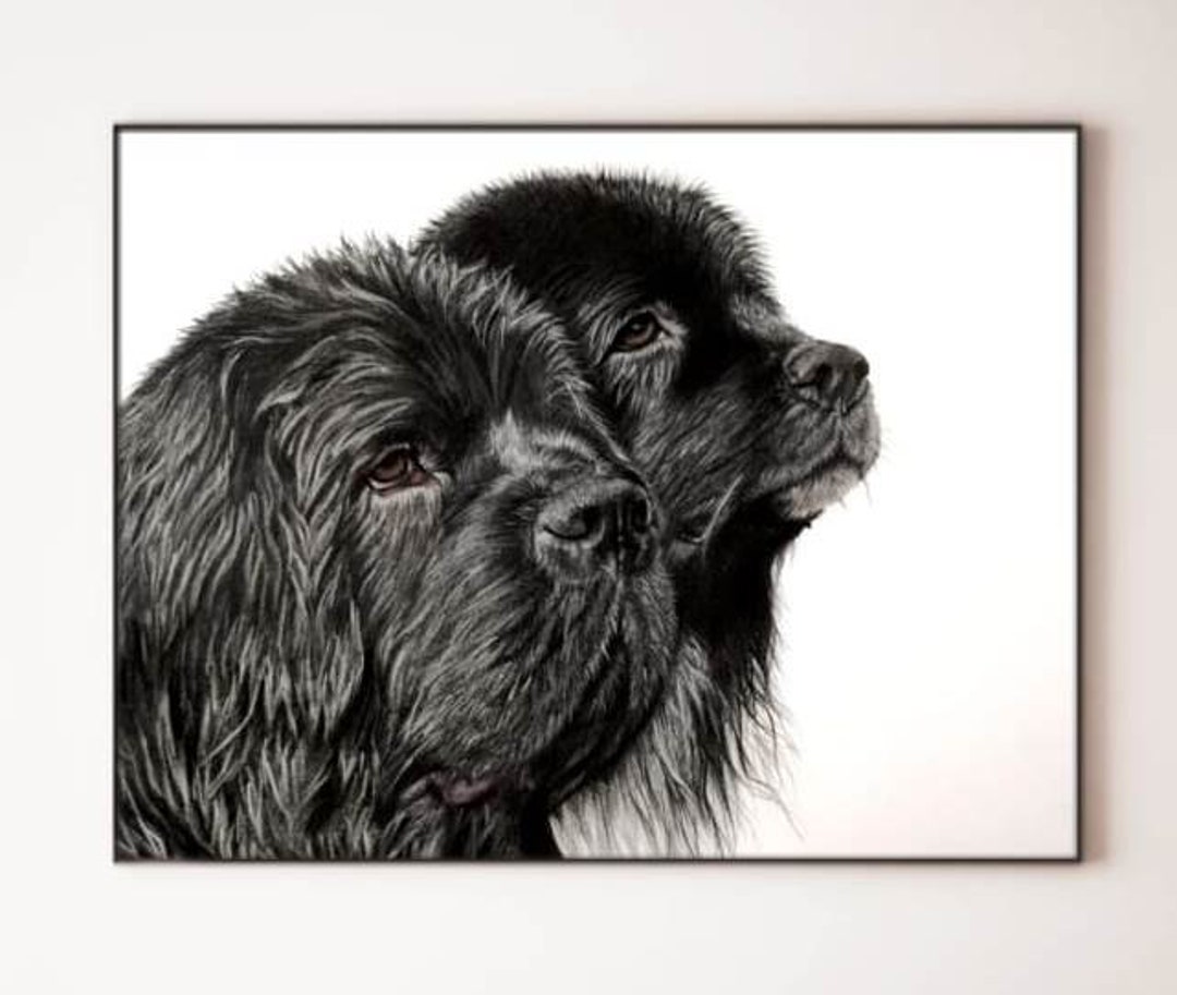Newfoundland Dog Art,custom Dog Drawing,newfoundland Pencil Drawing ...