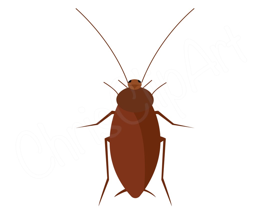 COCKROACH PNG, Cockroach Svg, Cockroach Clipart, Cockroach Cricut ...