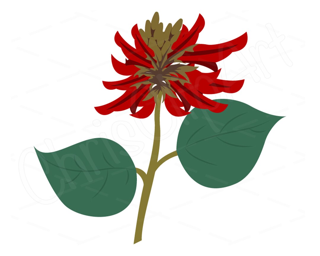 Coral Tree Leaf Clipart High-quality SVG PNG JPG Formats - Etsy