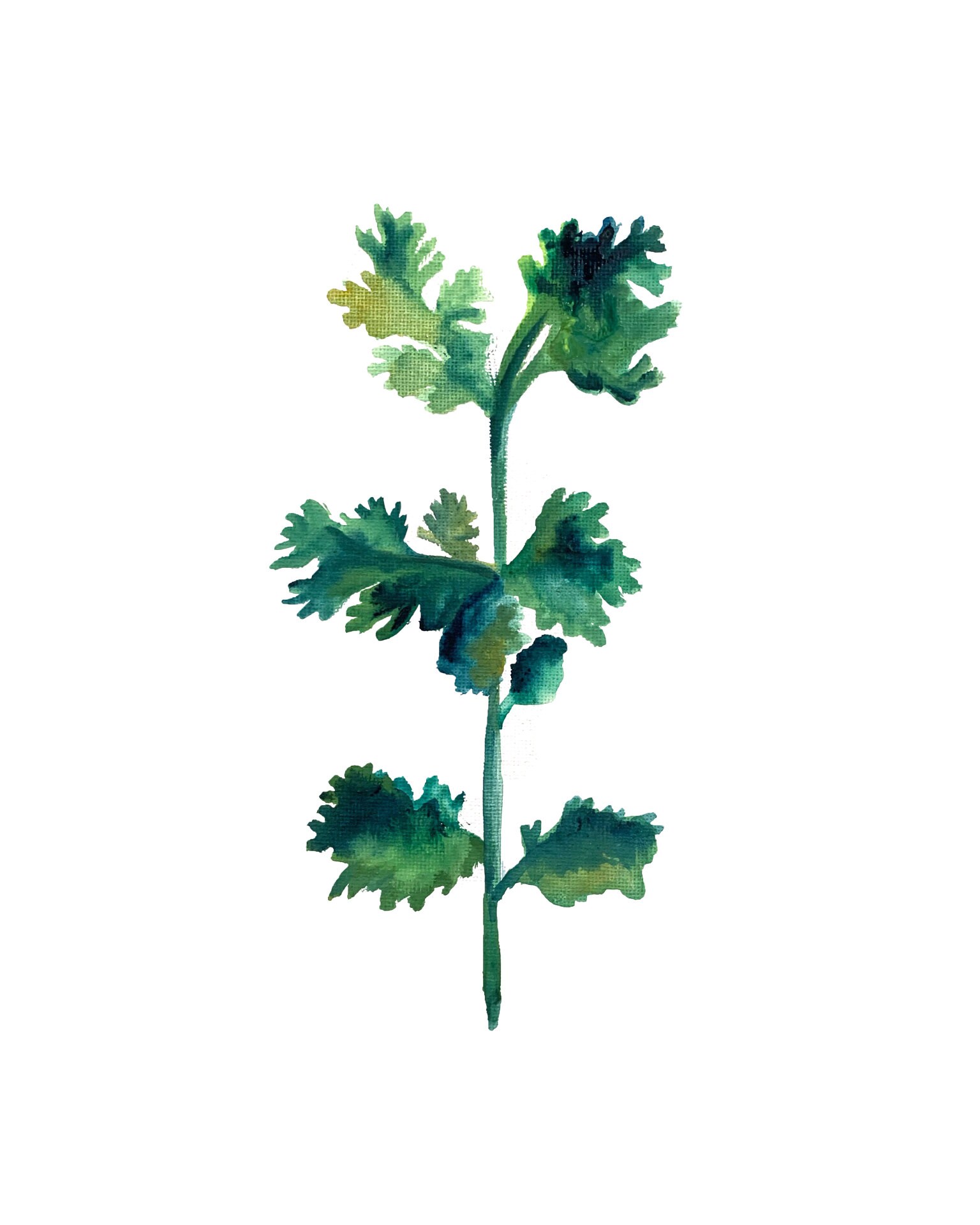 Cilantro Watercolor Print - Etsy