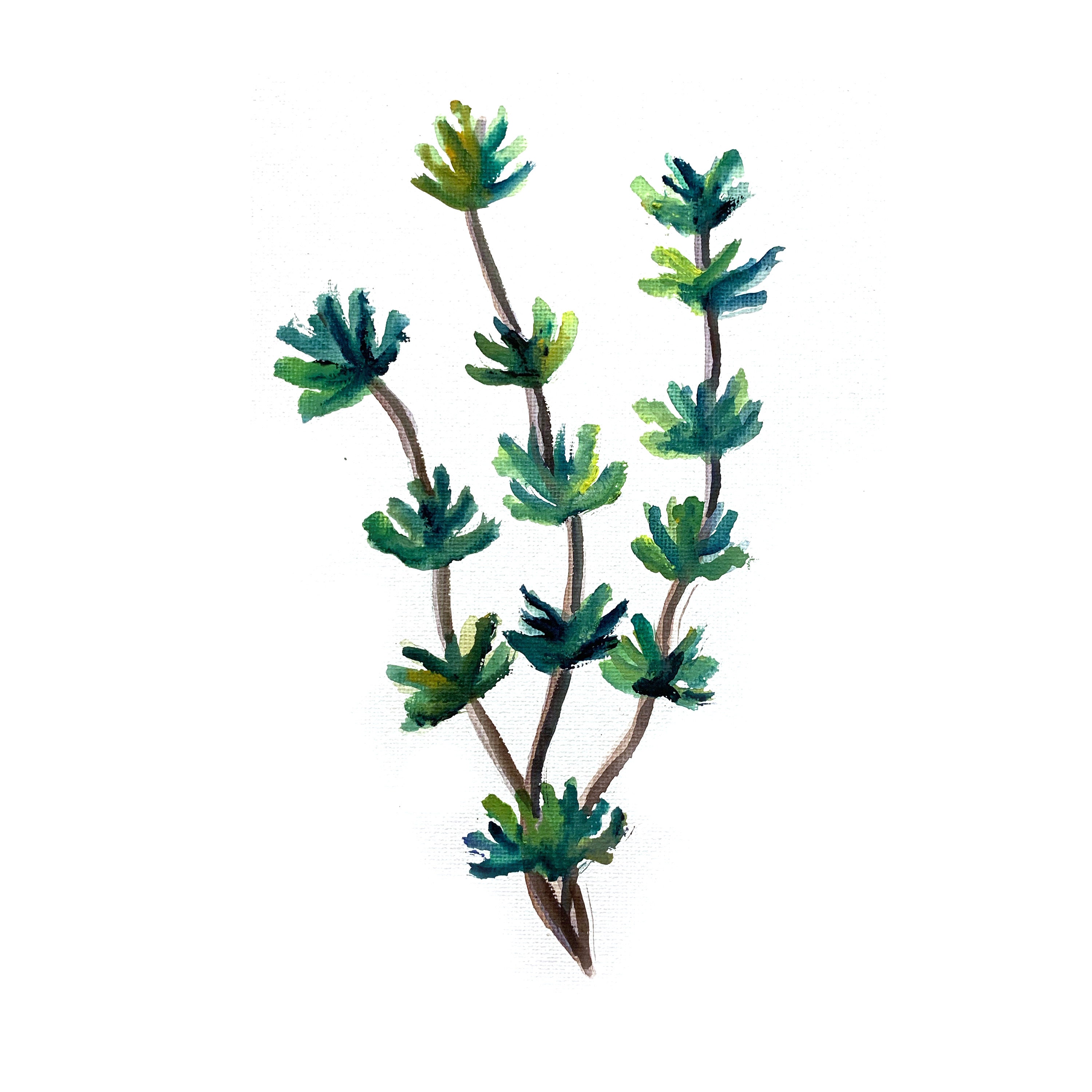 Thyme Watercolor Print - Etsy