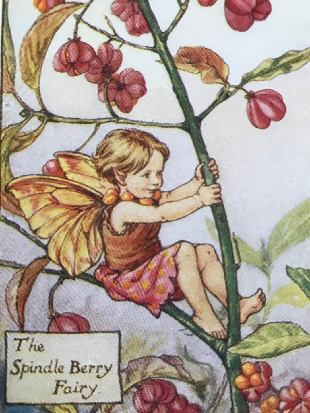 Flower Fairy Print,"the Spindle Berry Fairy"by Cicely Mary Barker.from ...