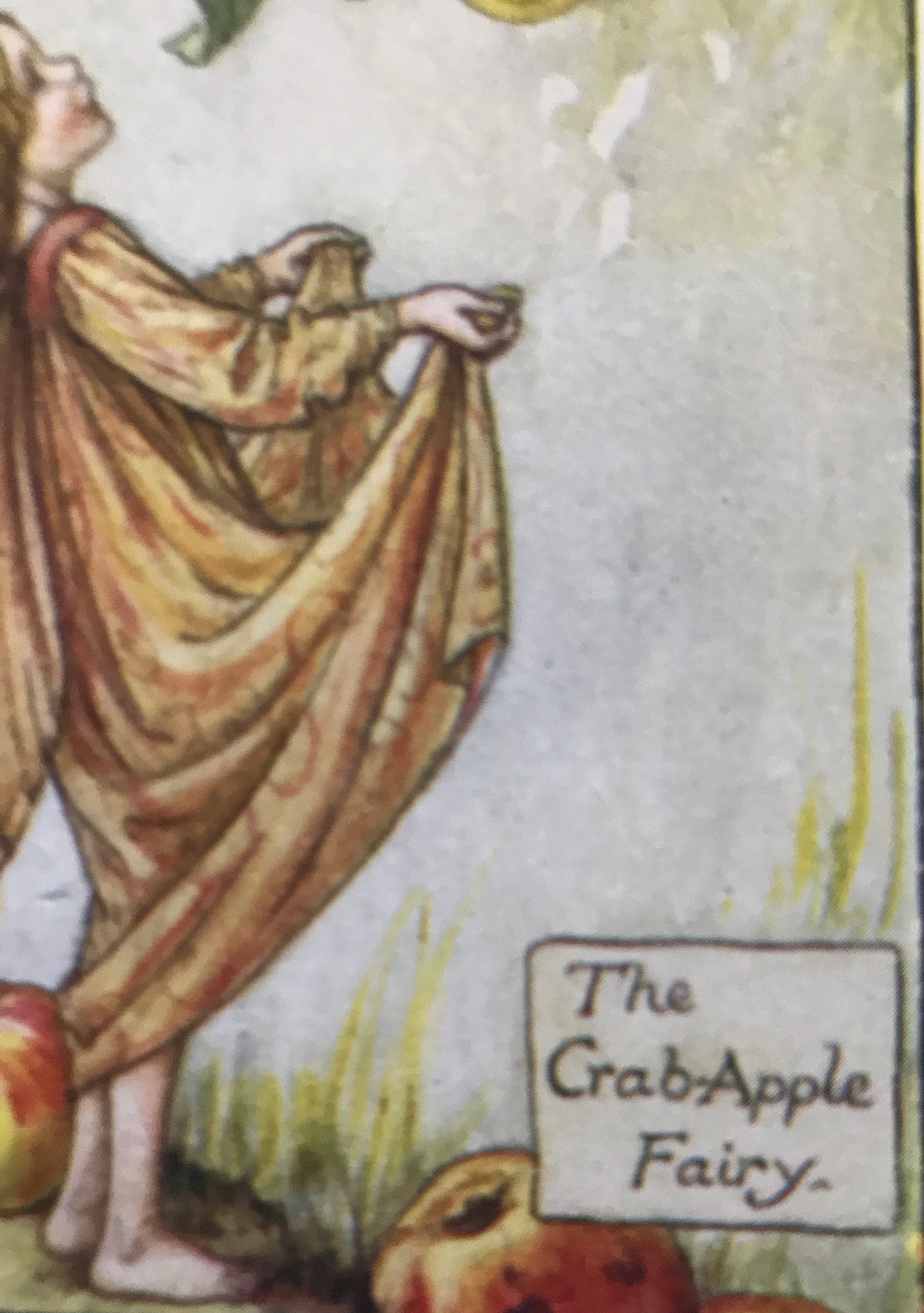 Flower Fairy Print the Crab Apple Fairy by Cicely - Etsy