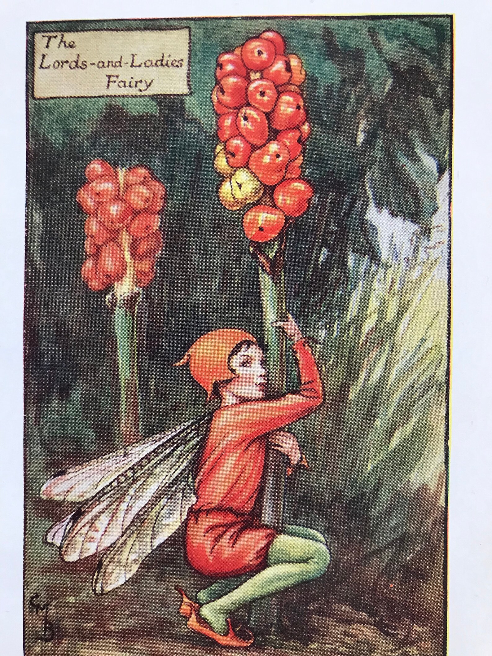 Flower Fairy Print,"the Lords-and-ladies Fairy"by Cicely Mary Barker ...