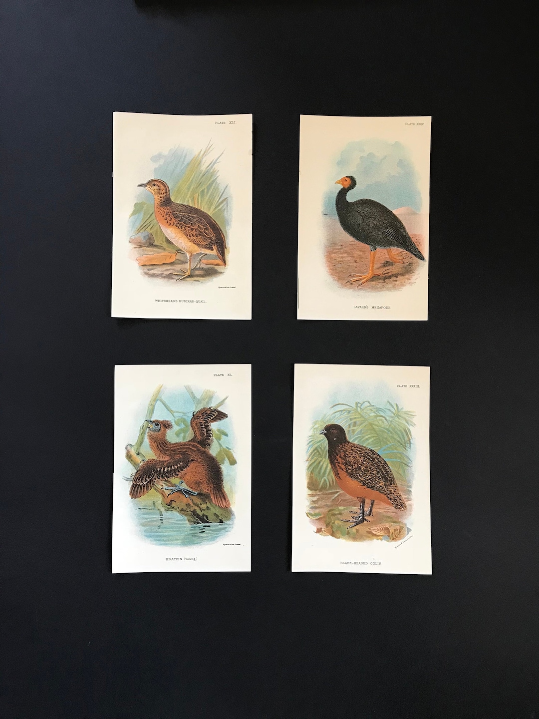 Vintage Game Bird Prints: 1897 Lloyds Natural History, Set of 4 - Etsy