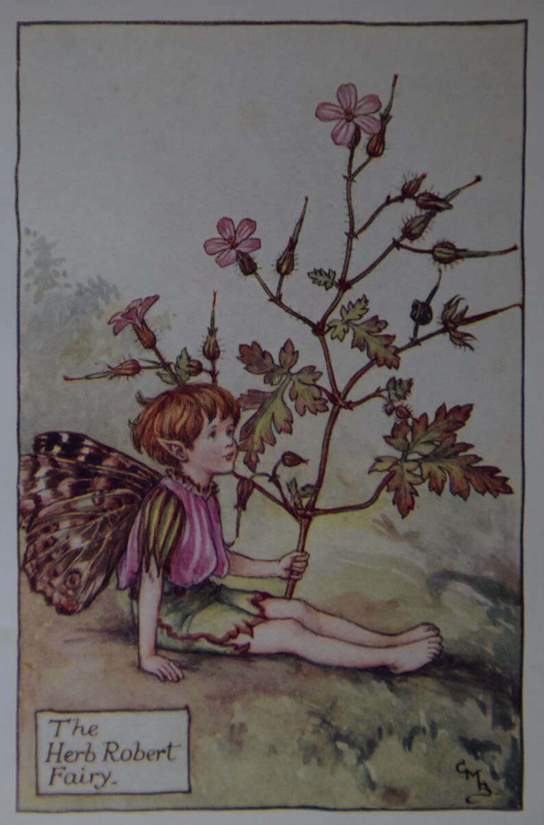 The Herb Robert Flower Fairy Printby Cicely Mary - Etsy