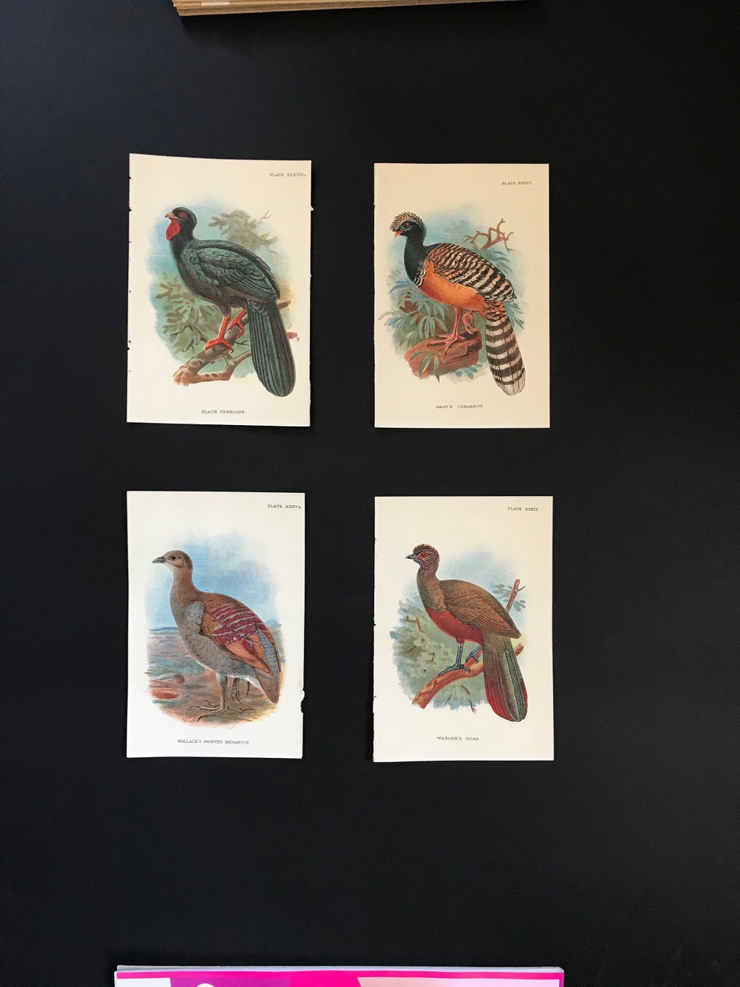 Vintage Game Bird Print Set: 1897 Lloyds Natural History - Etsy