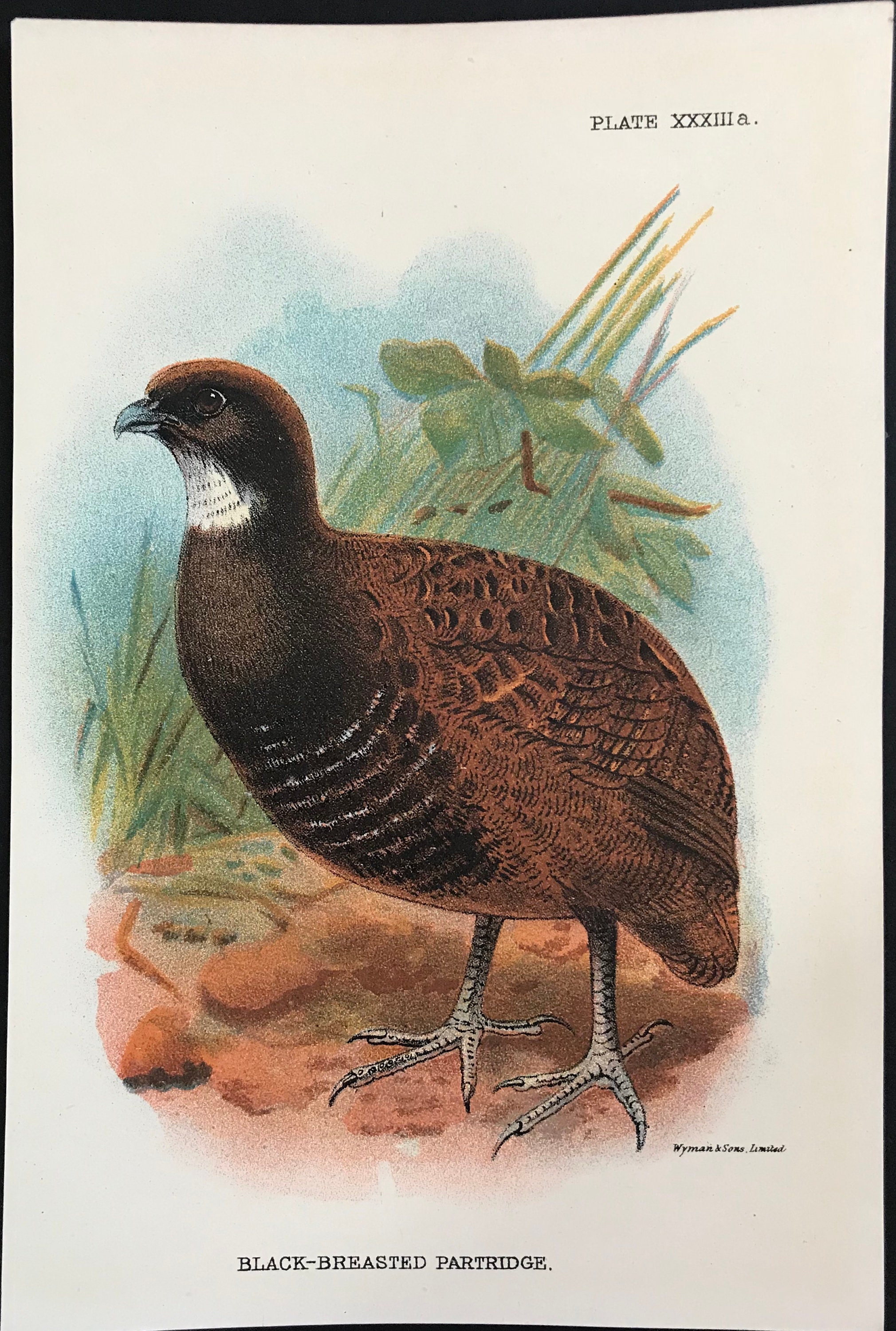 Art & Collectibles water fowl etc. Set of Vintage Print from Lloyds ...