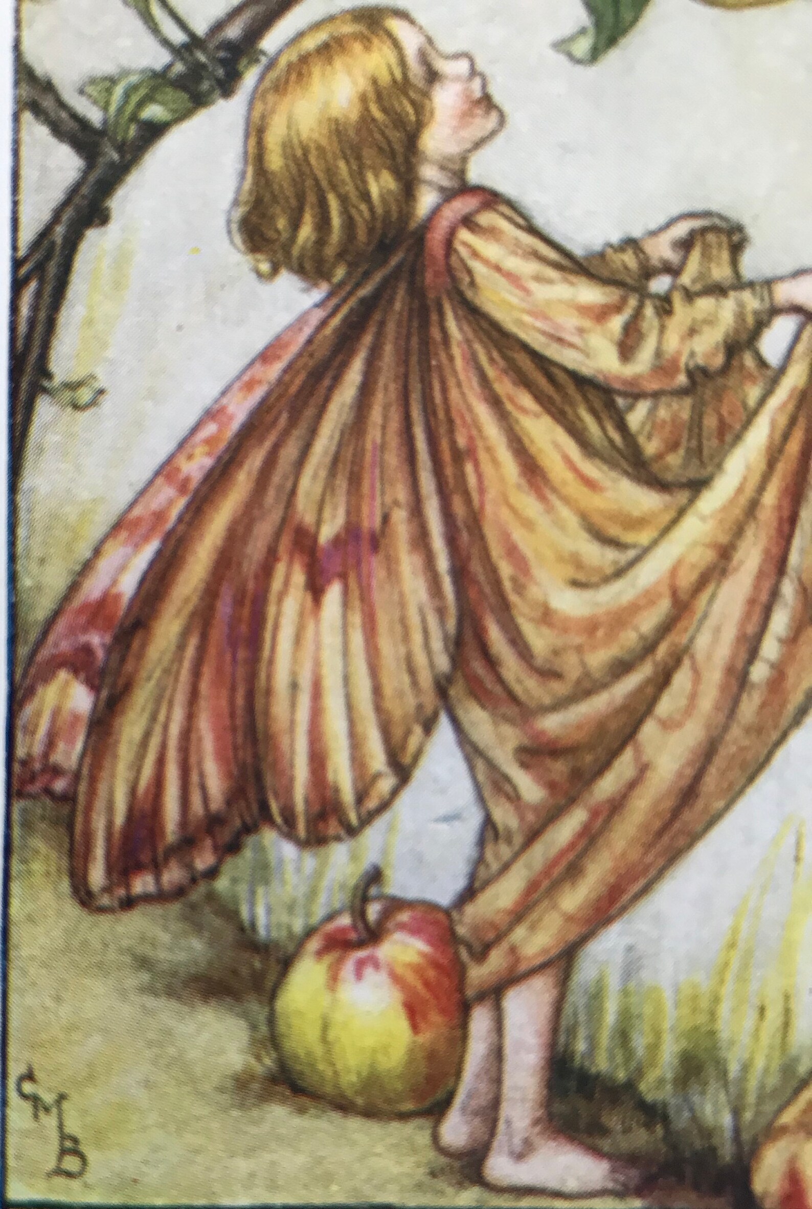 Flower Fairy Print the Crab Apple Fairy by Cicely - Etsy