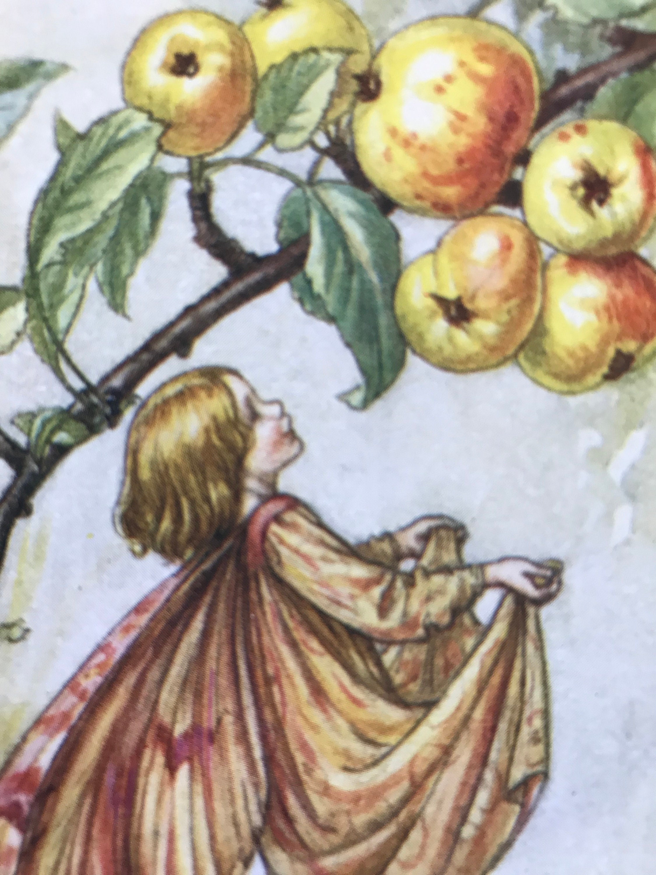 Flower Fairy Print the Crab Apple Fairy by Cicely - Etsy