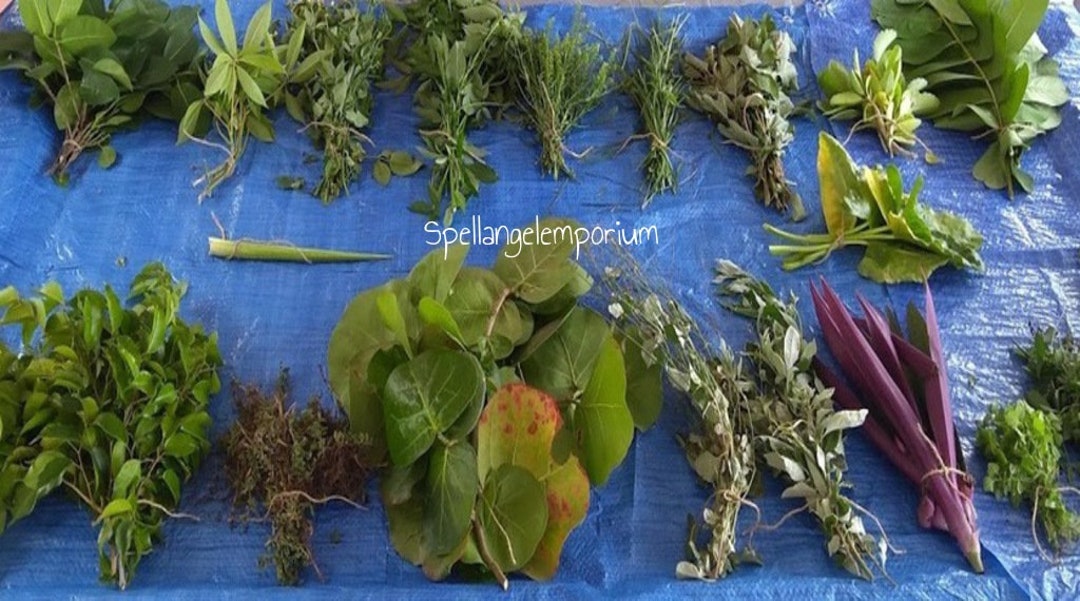 Herbs for Initiation of Saint - 21 Herbs - Hierbas De Santo Para ...