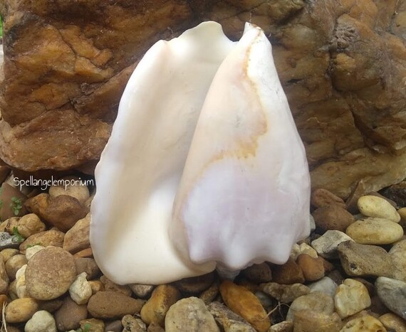 Conch Shell for Echu Elegua Cobo Para Echu Elegua santeria | Etsy