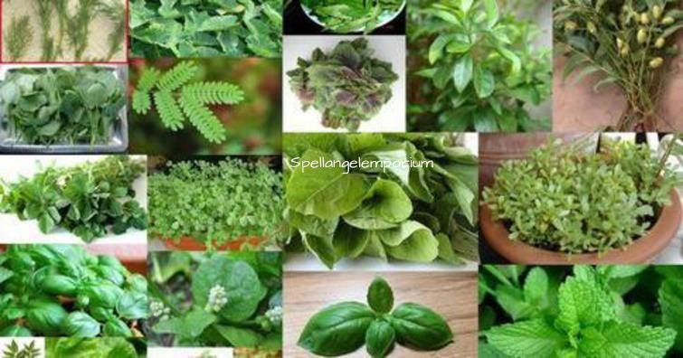Ochosi Herbs for Spiritual Bath Hierbas De Ochosi orishas - Etsy
