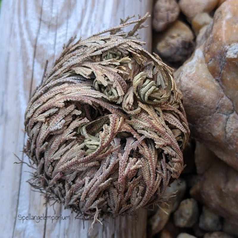 Rose of Jericho - Etsy