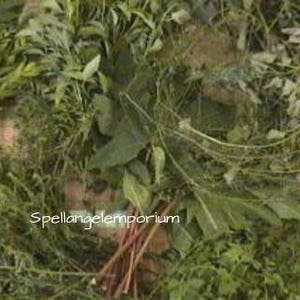 Obatala Herbs for Spiritual Bath - Hierbas De Obatala ~orishas ...