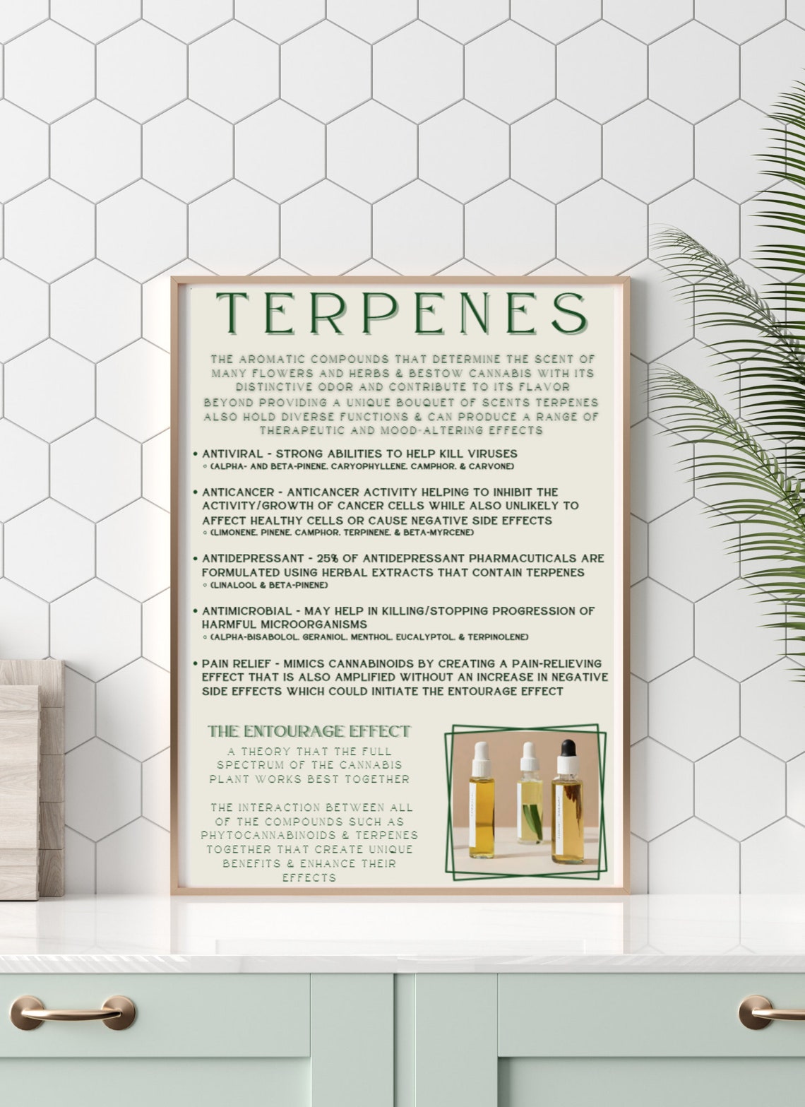 Cannabis 101 Educational Posters, Cannabis Plant Anatomy, THC, CBD ...