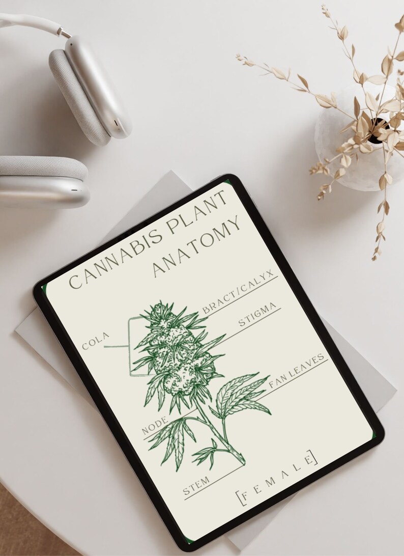 Cannabis 101 Educational Posters, Cannabis Plant Anatomy, THC, CBD ...