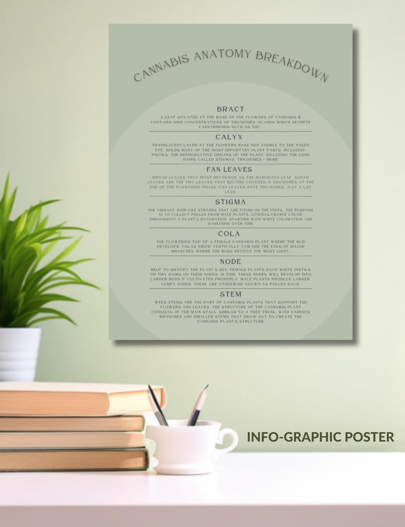 Cannabis Plant Anatomy Poster, Plant Anatomy, Cannabis Education ...