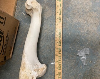 Moose Leg Bone - Etsy