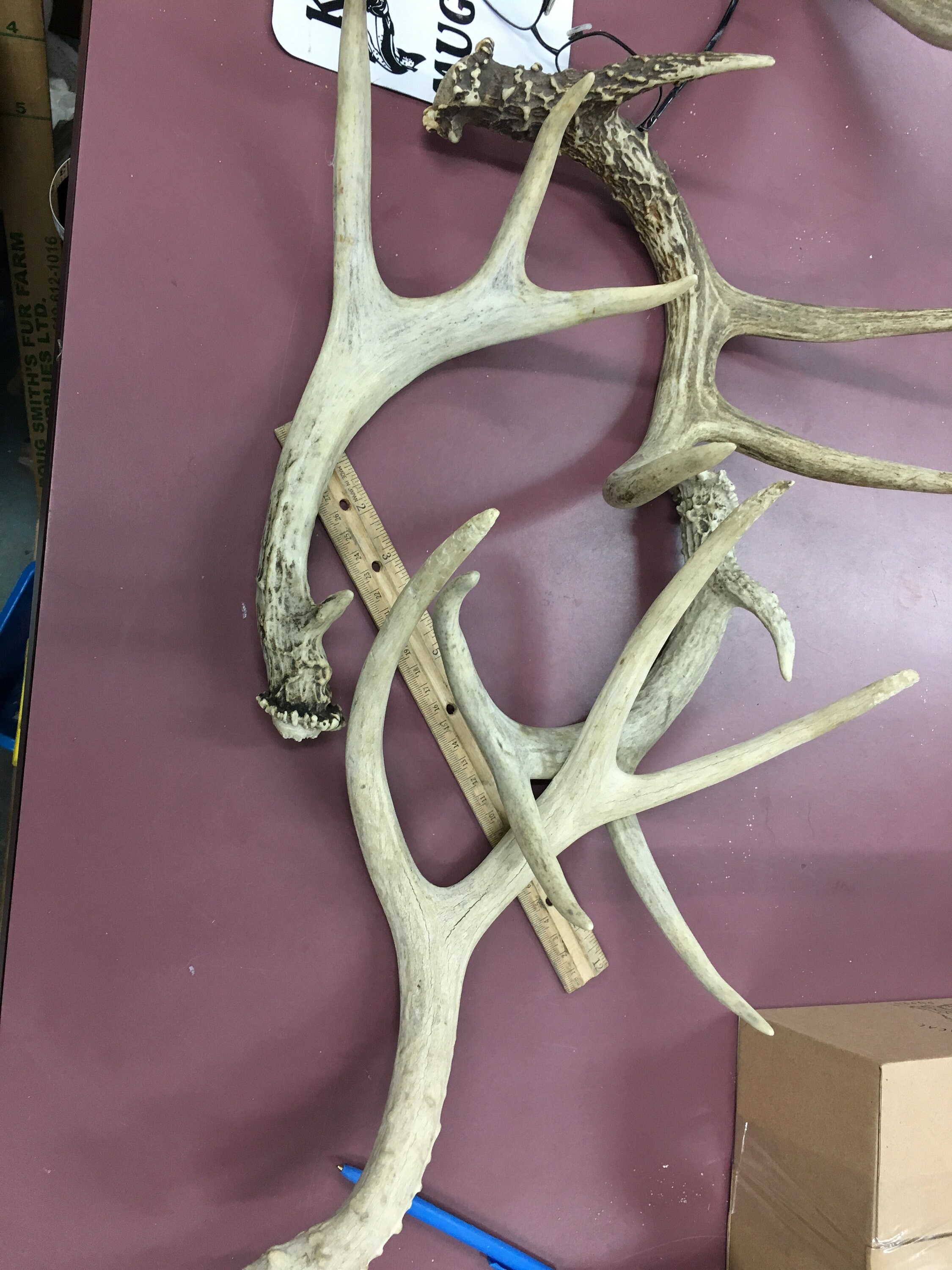 Mostly three point deer antlers | Etsy