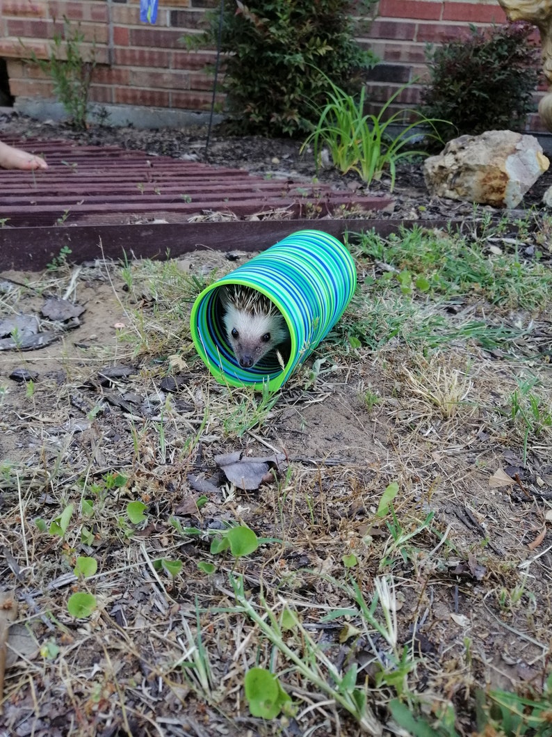 The Hog Hole-(modeled by Maple the Hedgehog) - Etsy