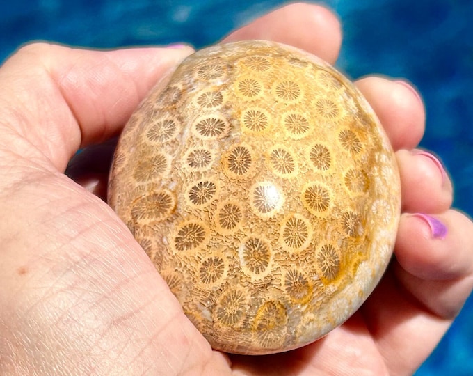Coral Fossil Palm Stone Agatized Coral Fossilized Coral - Etsy