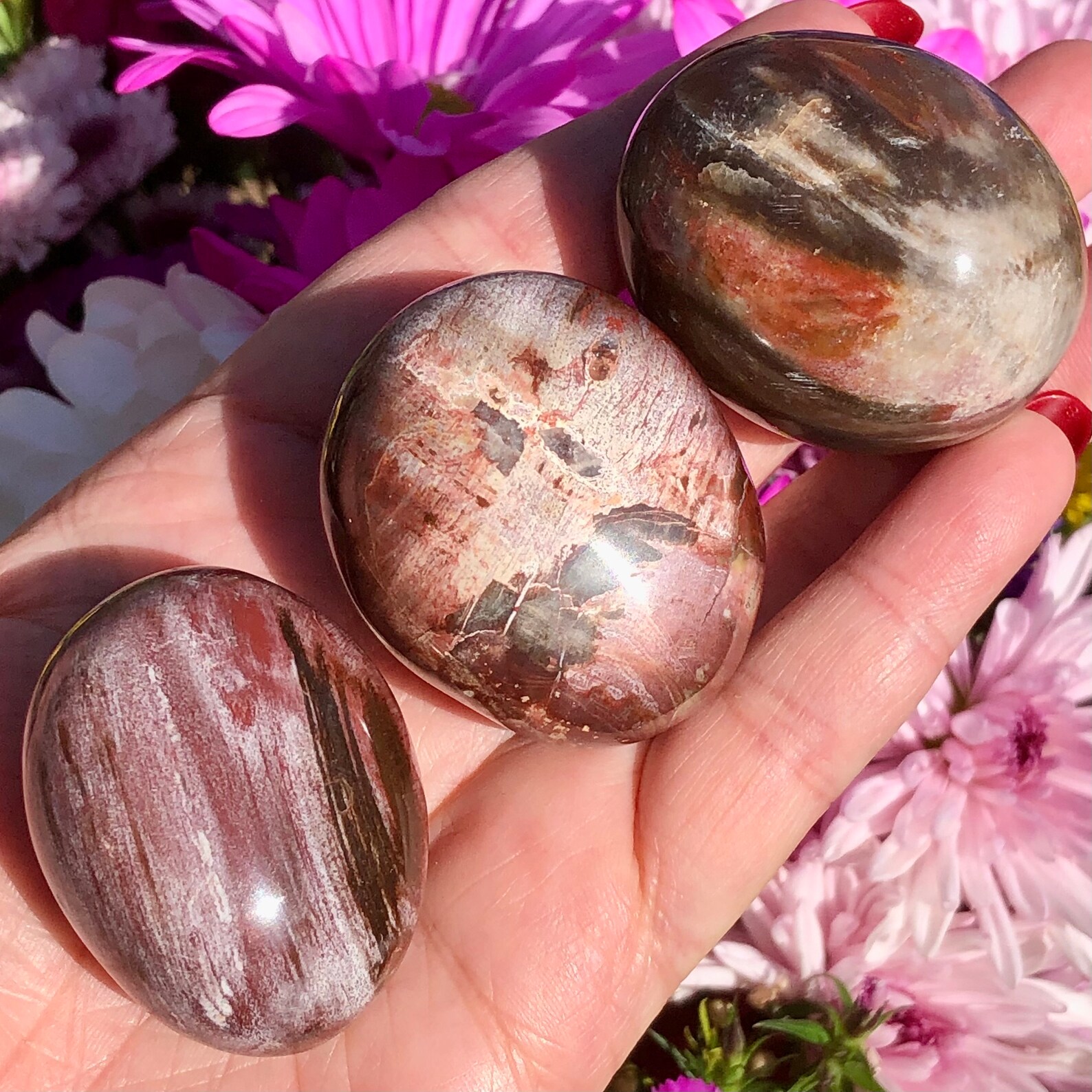 Petrified Wood Palm Stone - Etsy
