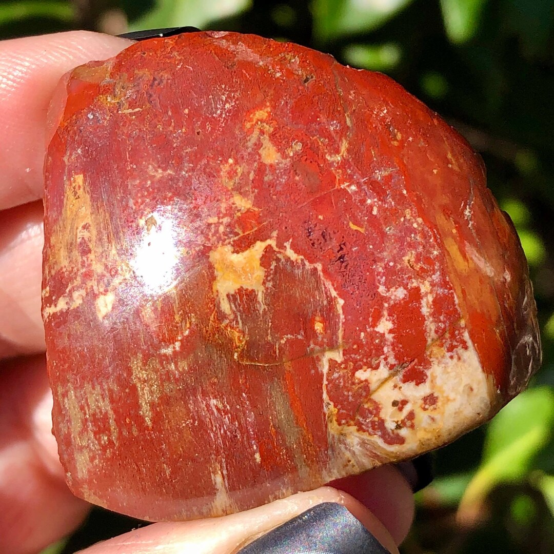 Petrified Wood | Stocking Stuffer | Lucky Stone | Christmas Gift | Gift ...