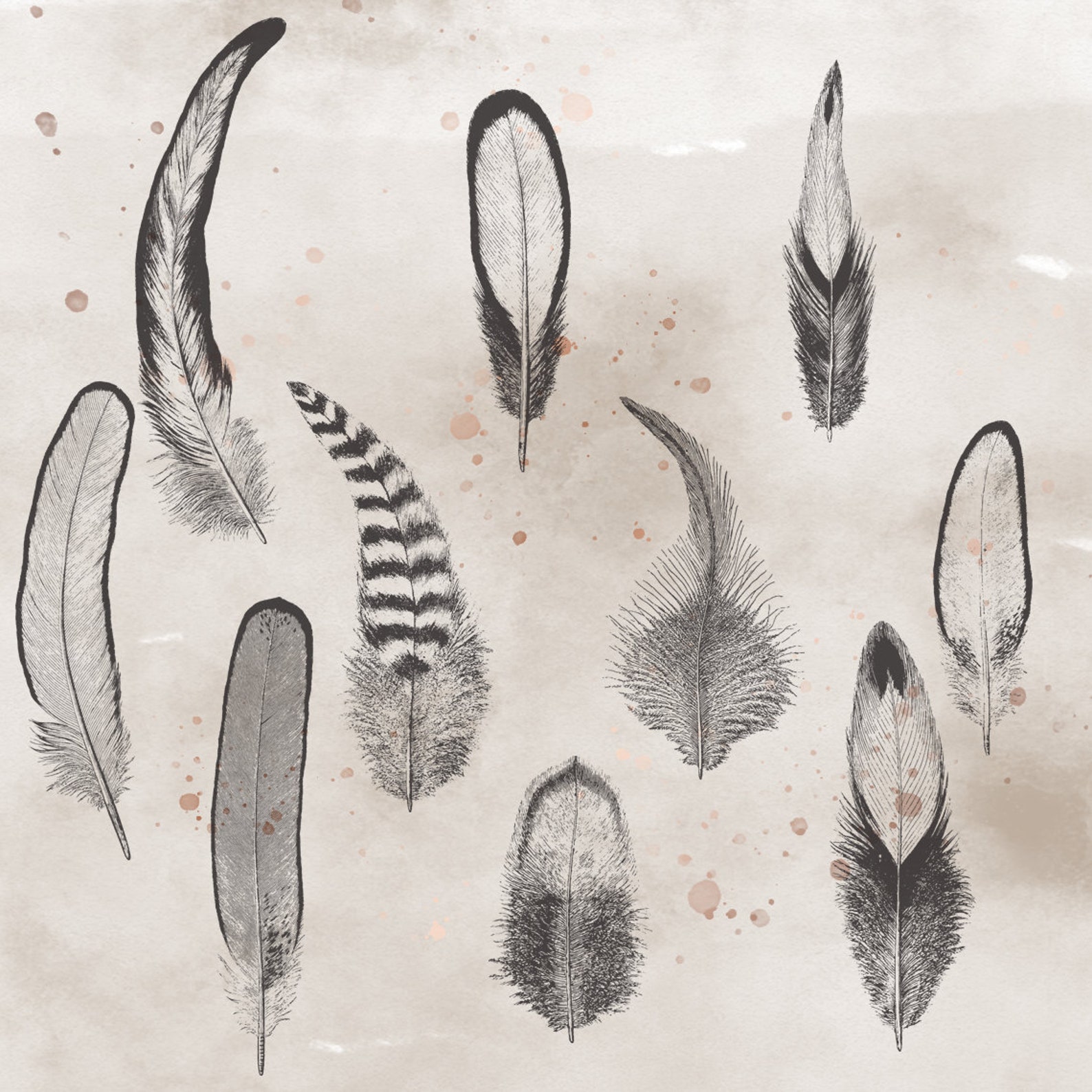 Feathers Clipart Bird Print Illustration Digital Art Graphic Design ...