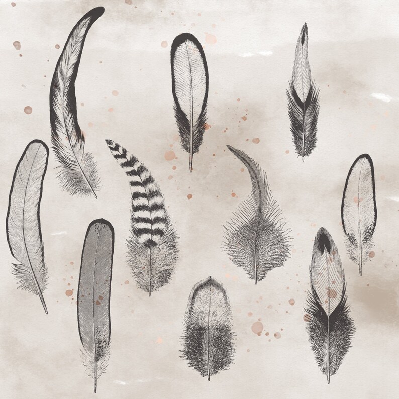 Feathers Clipart Bird Print Illustration Digital Art Graphic Design ...