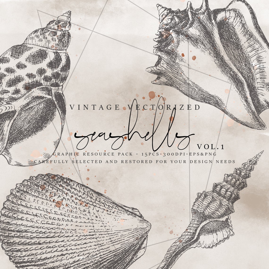Seashells Clipart Zoology Illustration Digital Art Graphic Design ...